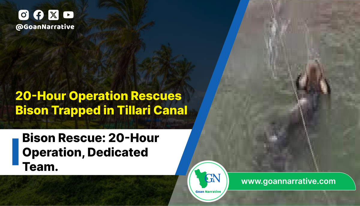 20-Hour Operation Rescues Bison Trapped in Tillari Canal - Goan Narrative